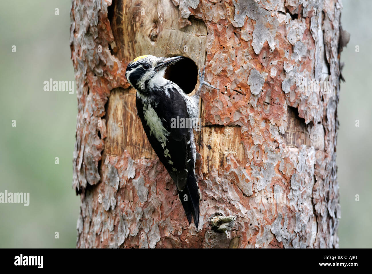 Three-toed woodpecker, Picoides tridactylus, single male at nest ...