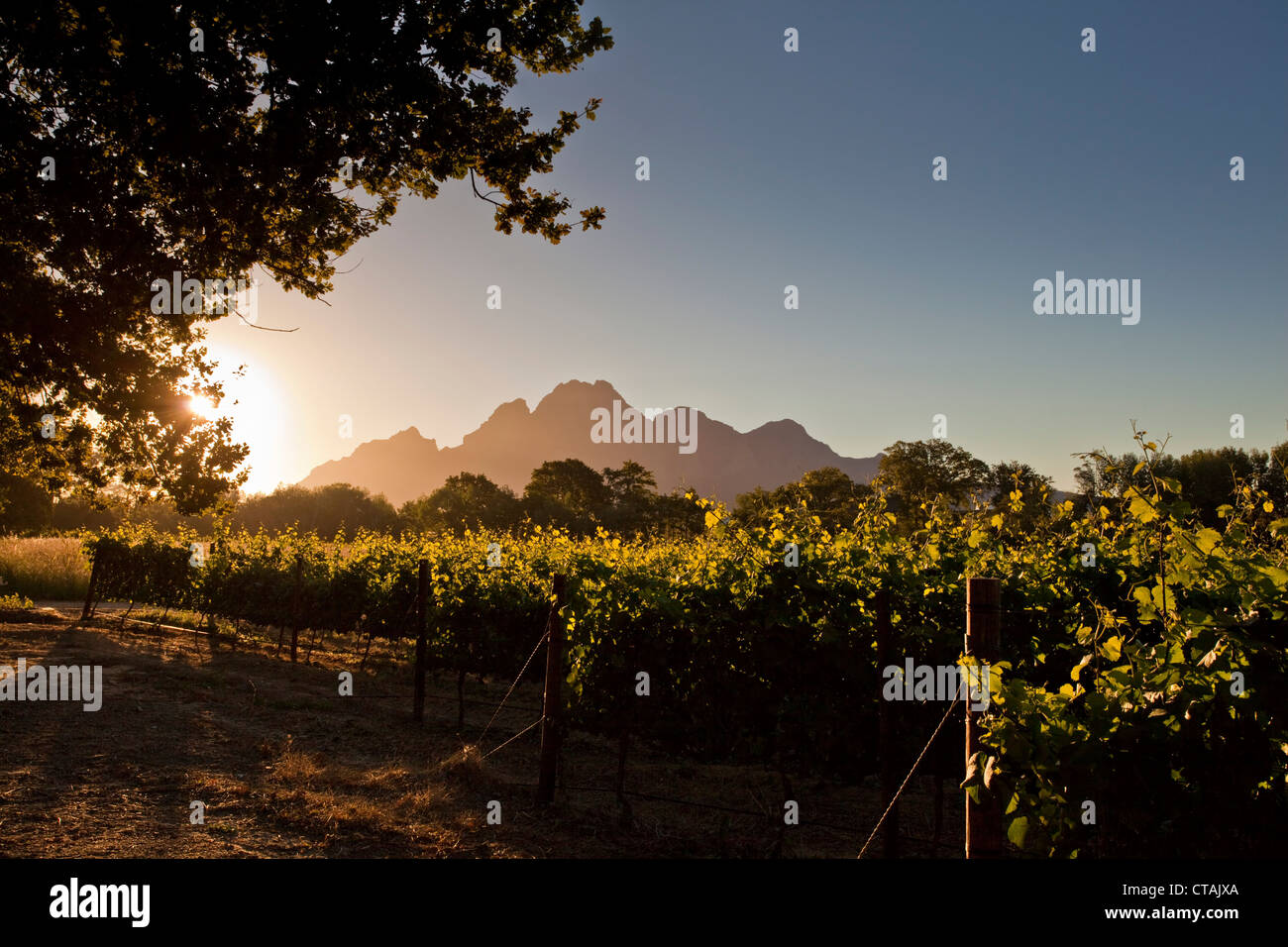View onto the vineyards of Bellingham Winery with Mountain Simonsberg ...