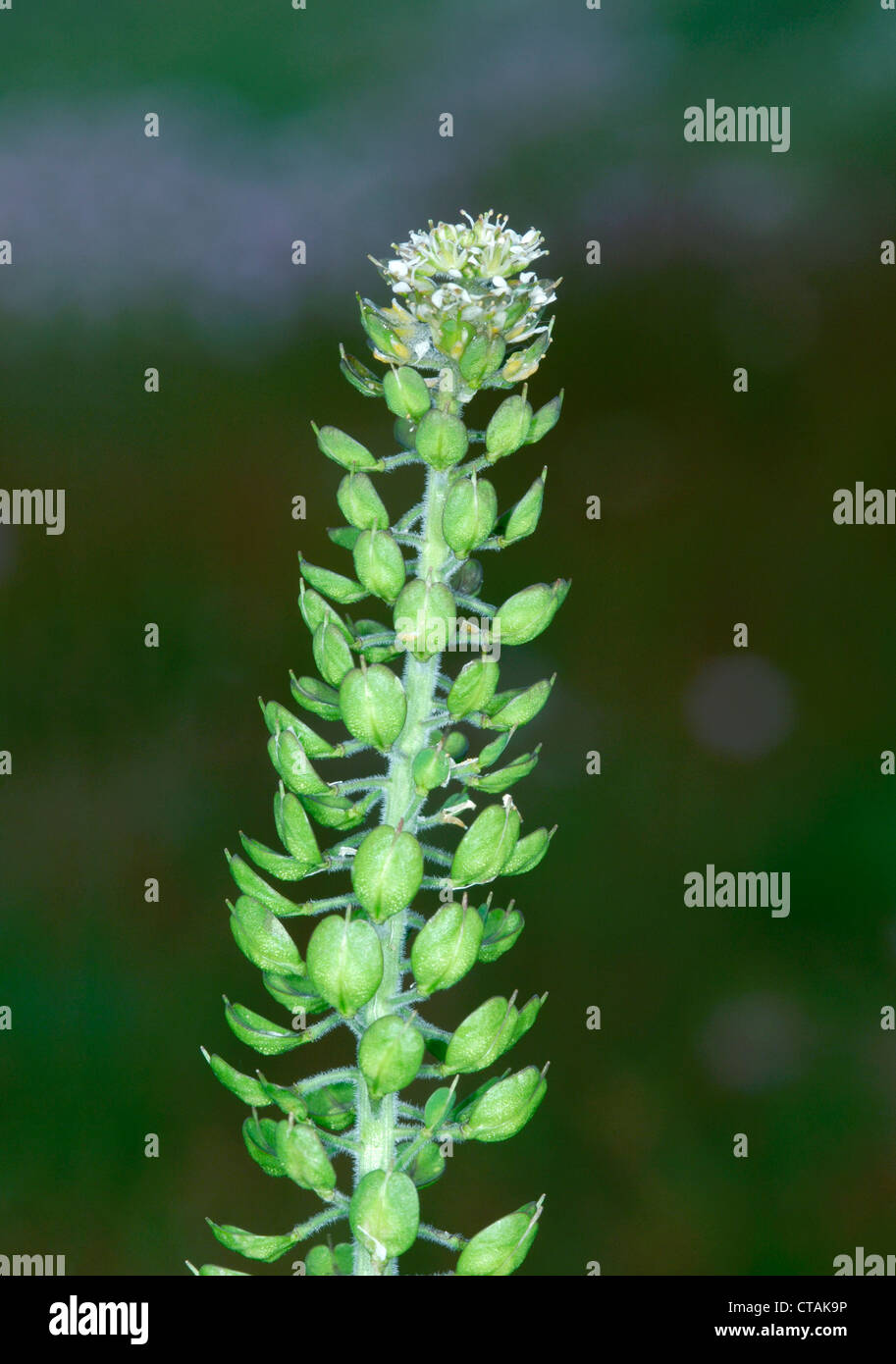 SMITH’S PEPPERWORT Lepidium heterophyllum (Brassicaceae Stock Photo - Alamy