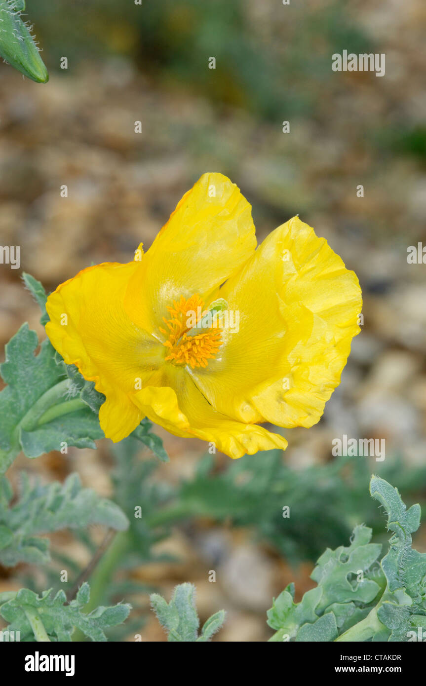 YELLOW HORNED-POPPY Glaucium flavum (Papaveraceae Stock Photo - Alamy