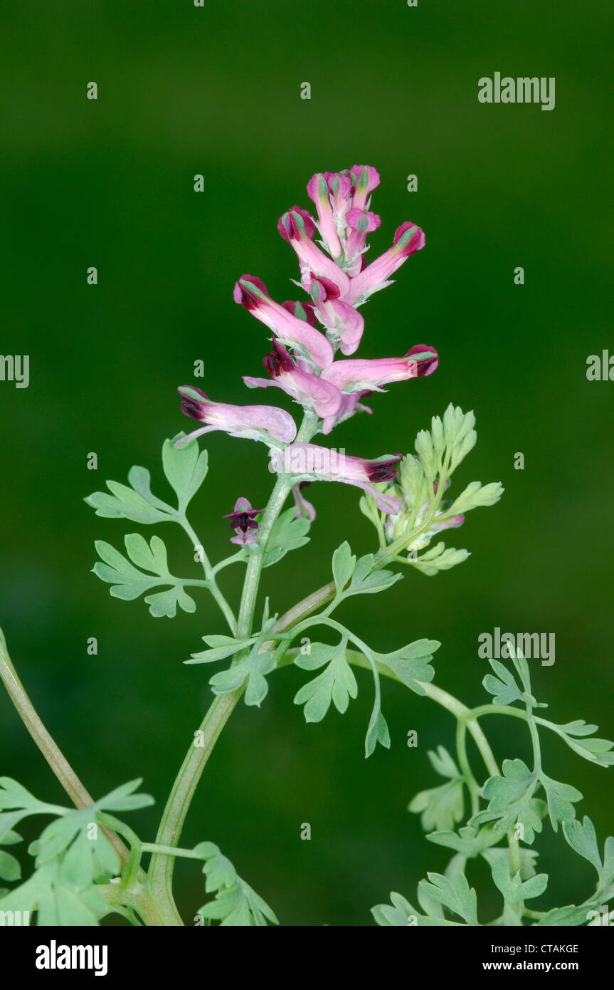 COMMON FUMITORY Fumaria officinalis (Fumariaceae Stock Photo - Alamy