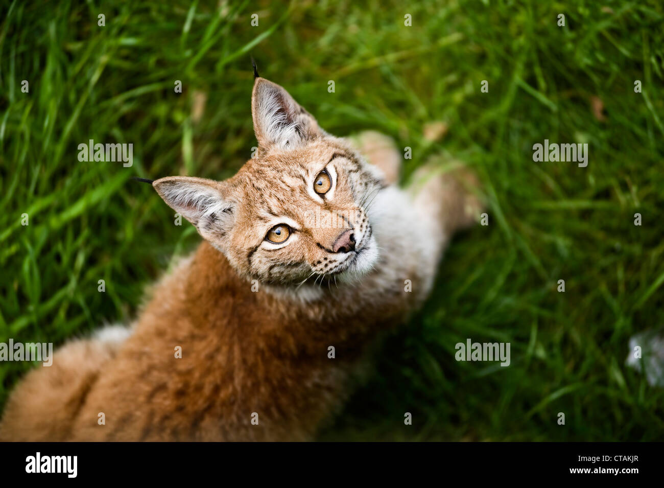 Lynx in its territory Stock Photo - Alamy