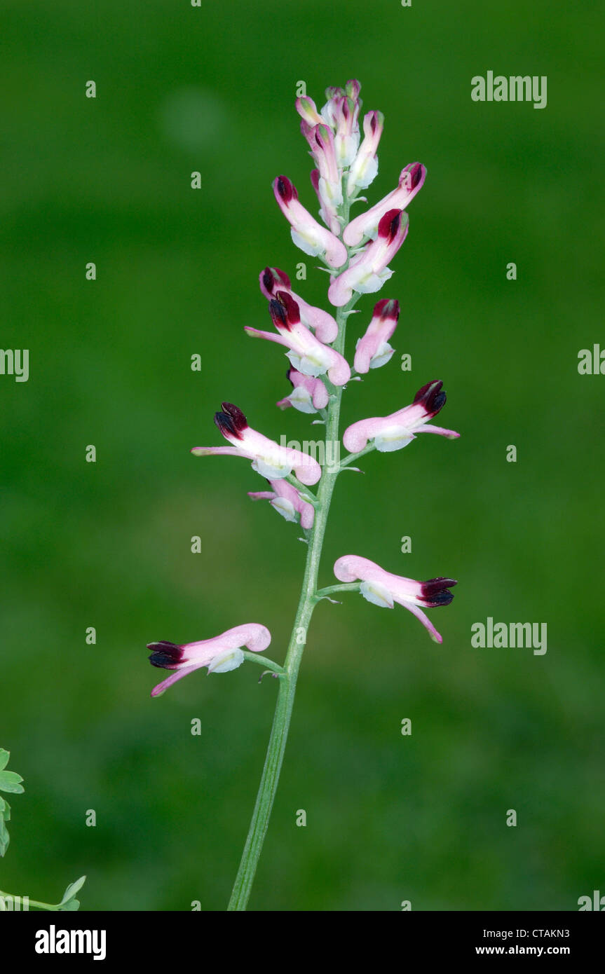 Common ramping fumitory hi-res stock photography and images - Alamy