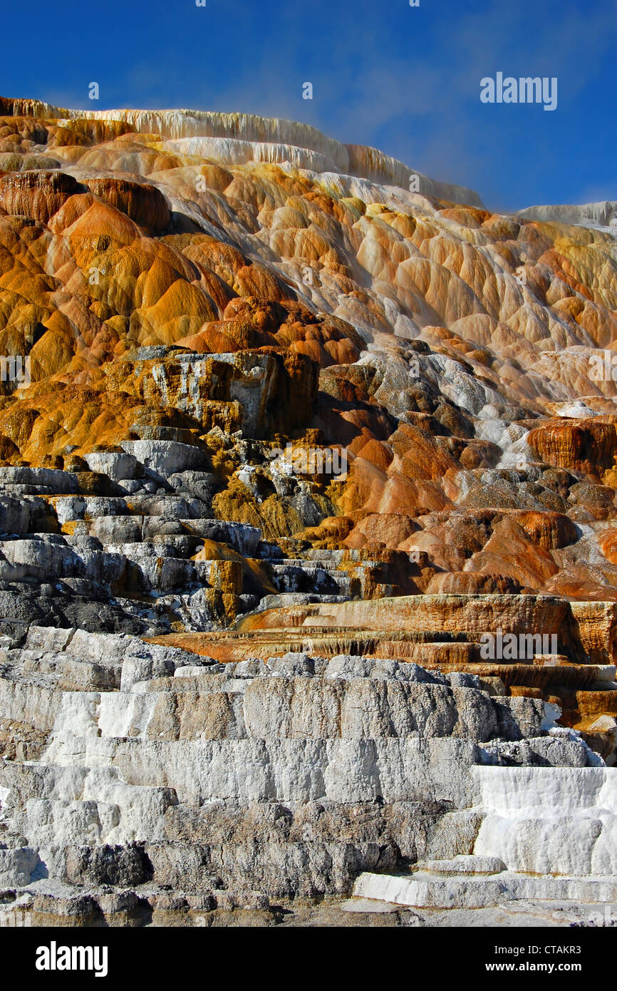 Palette Spring, Mammoth Hot Springs, Yellowstone National Park Stock ...