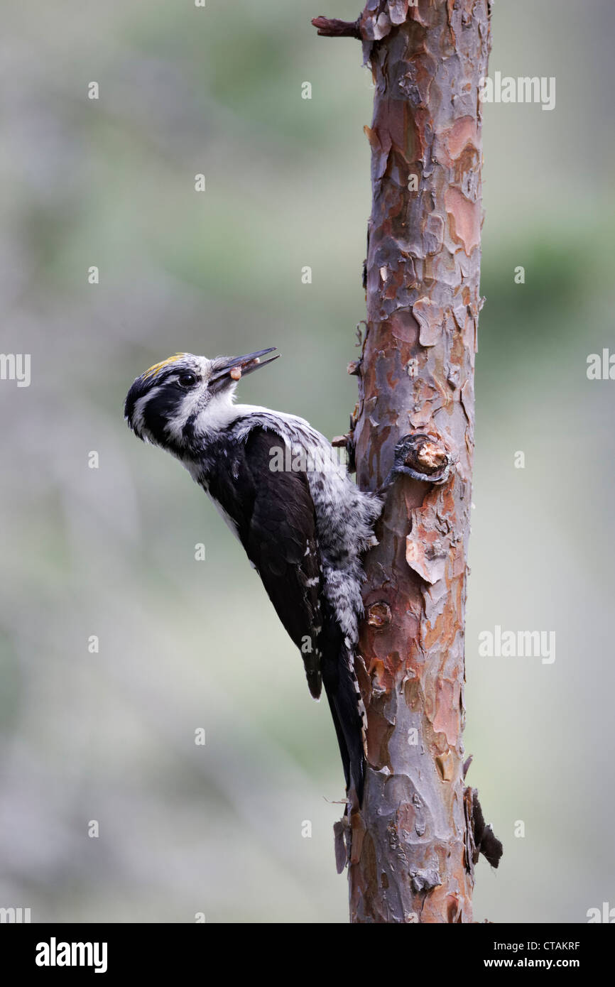 Three-toed woodpecker, Picoides tridactylus, single male on tree ...