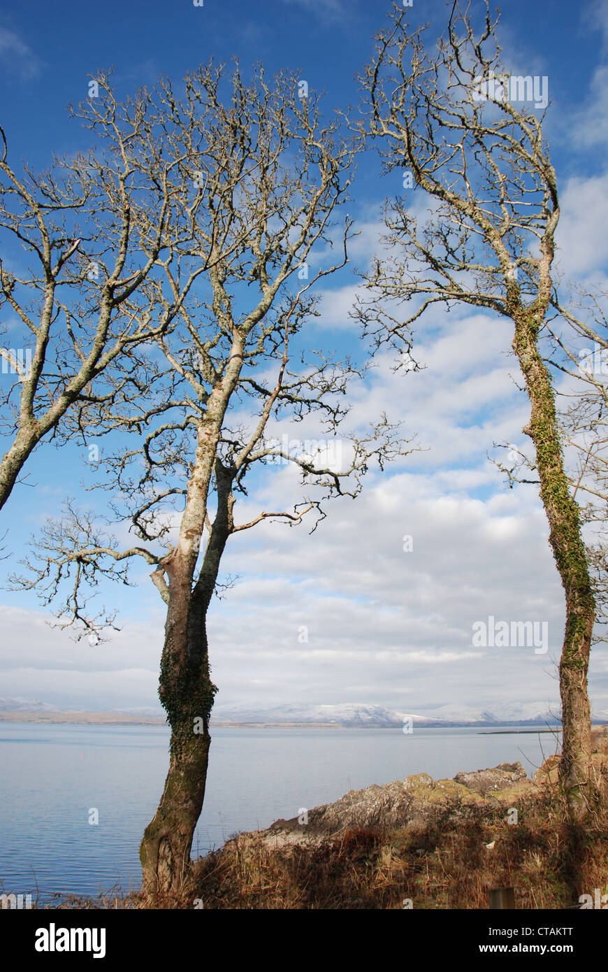 Isle of mull trees hi-res stock photography and images - Alamy