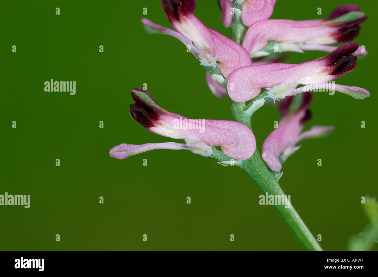 COMMON RAMPING-FUMITORY Fumaria muralis (Fumariaceae Stock Photo - Alamy