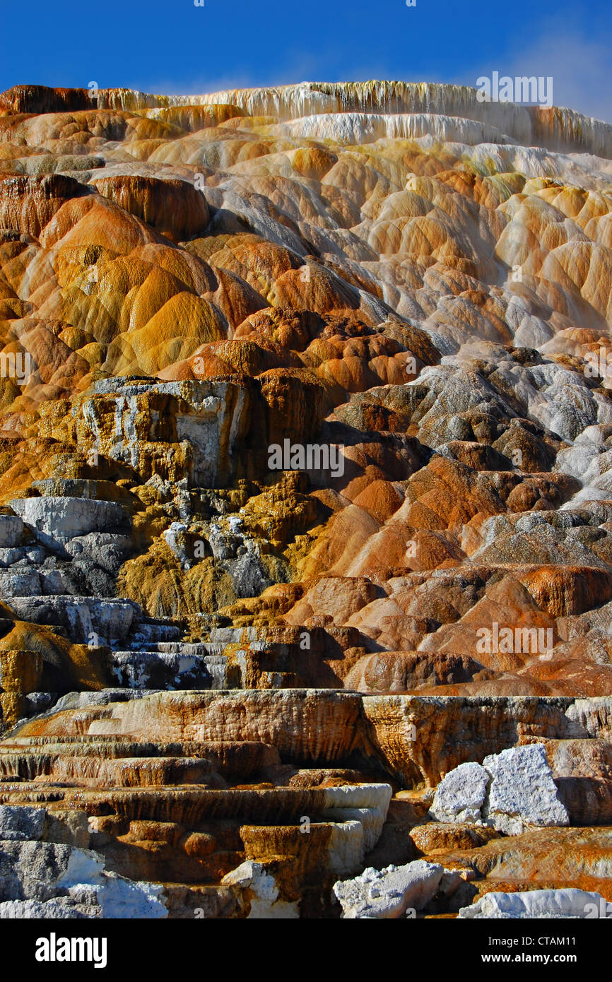 Palette Spring, Mammoth Hot Springs, Yellowstone National Park Stock ...