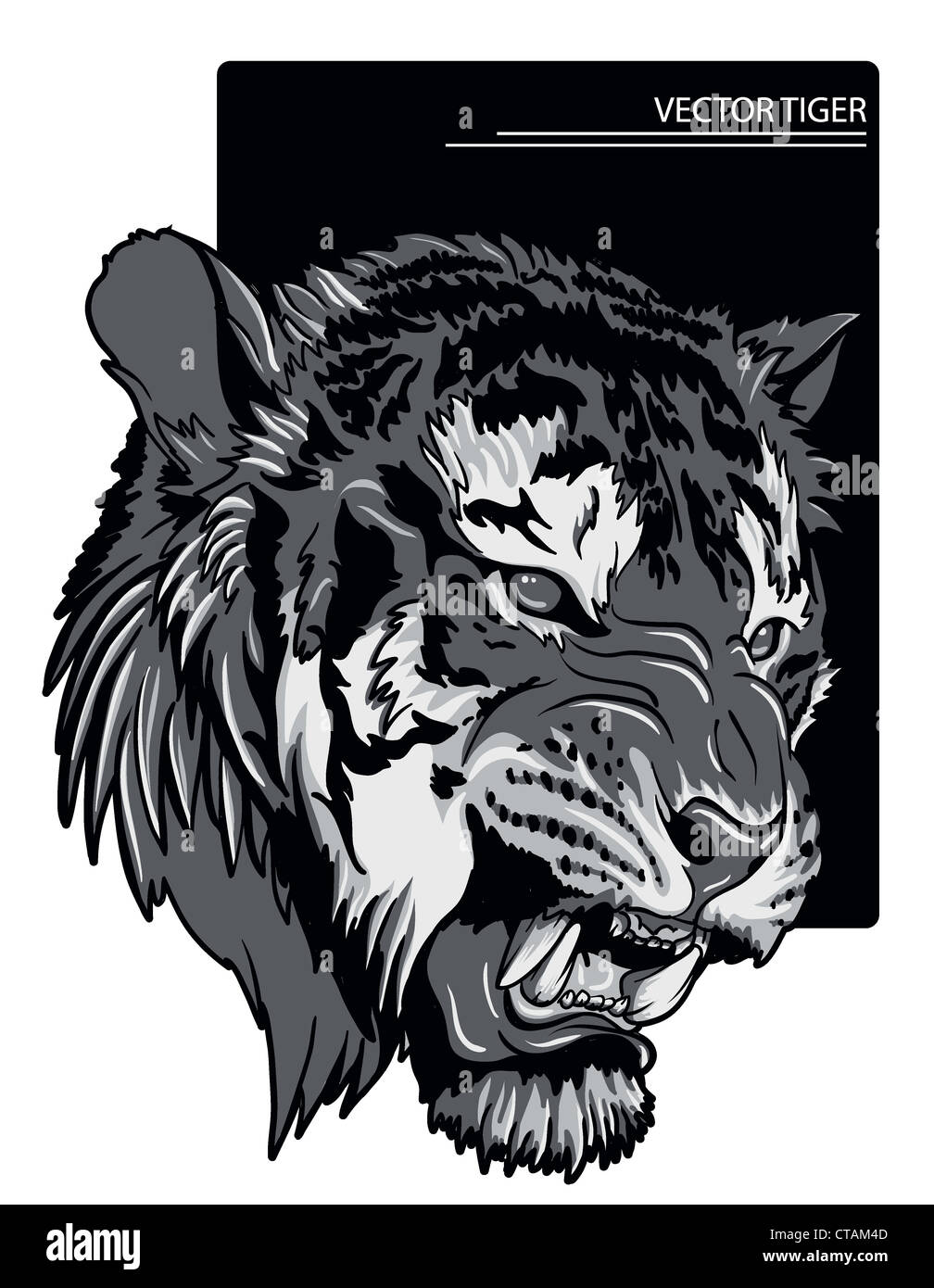 raging tiger vector illustration Stock Photo - Alamy