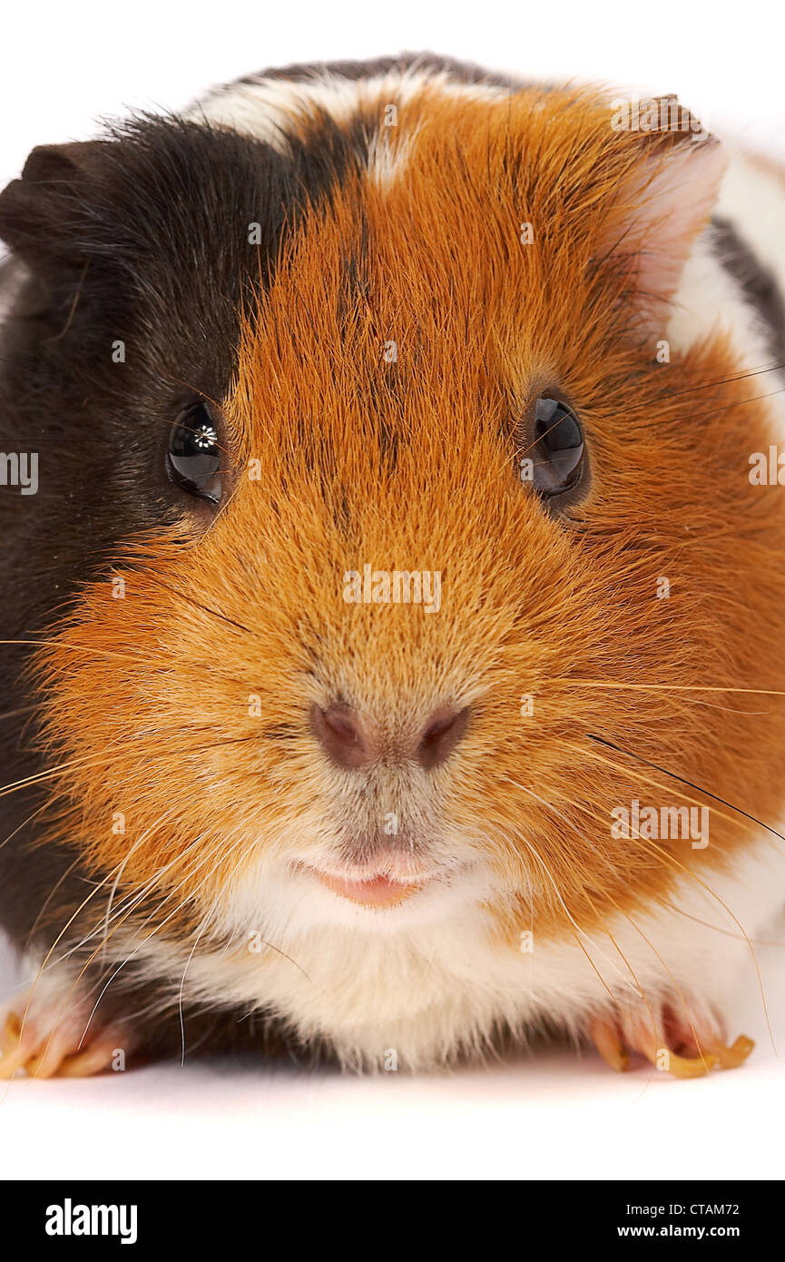 Portrait of a Guinea-pig. Macro a photo Stock Photo - Alamy