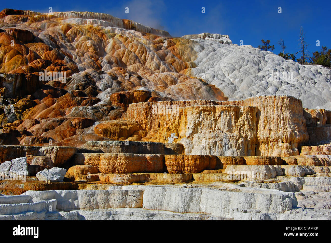 Palette Spring, Mammoth Hot Springs, Yellowstone National Park Stock ...