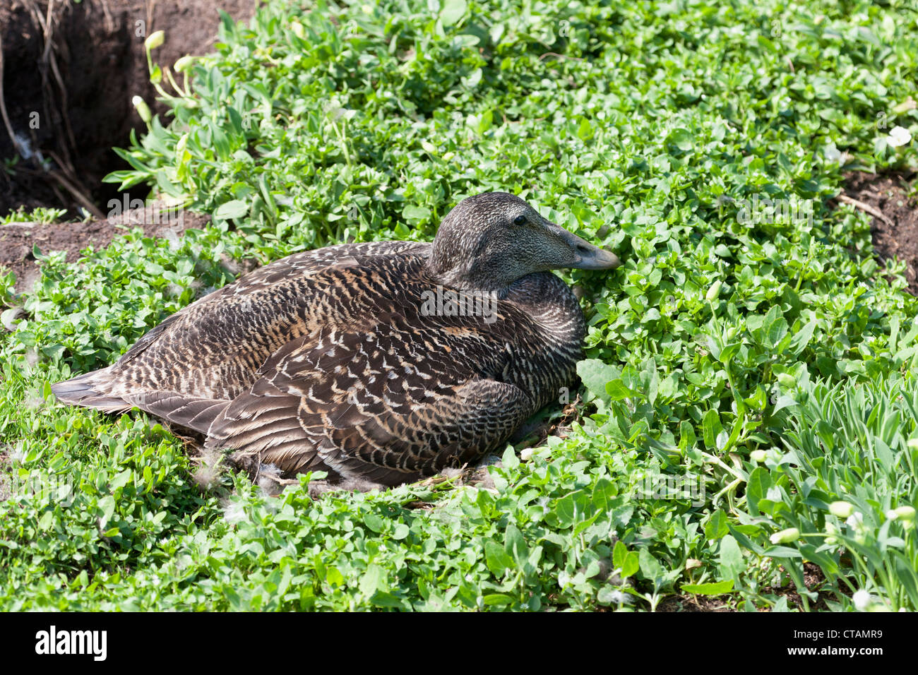 Eider Nest Stock Photos & Eider Nest Stock Images - Alamy