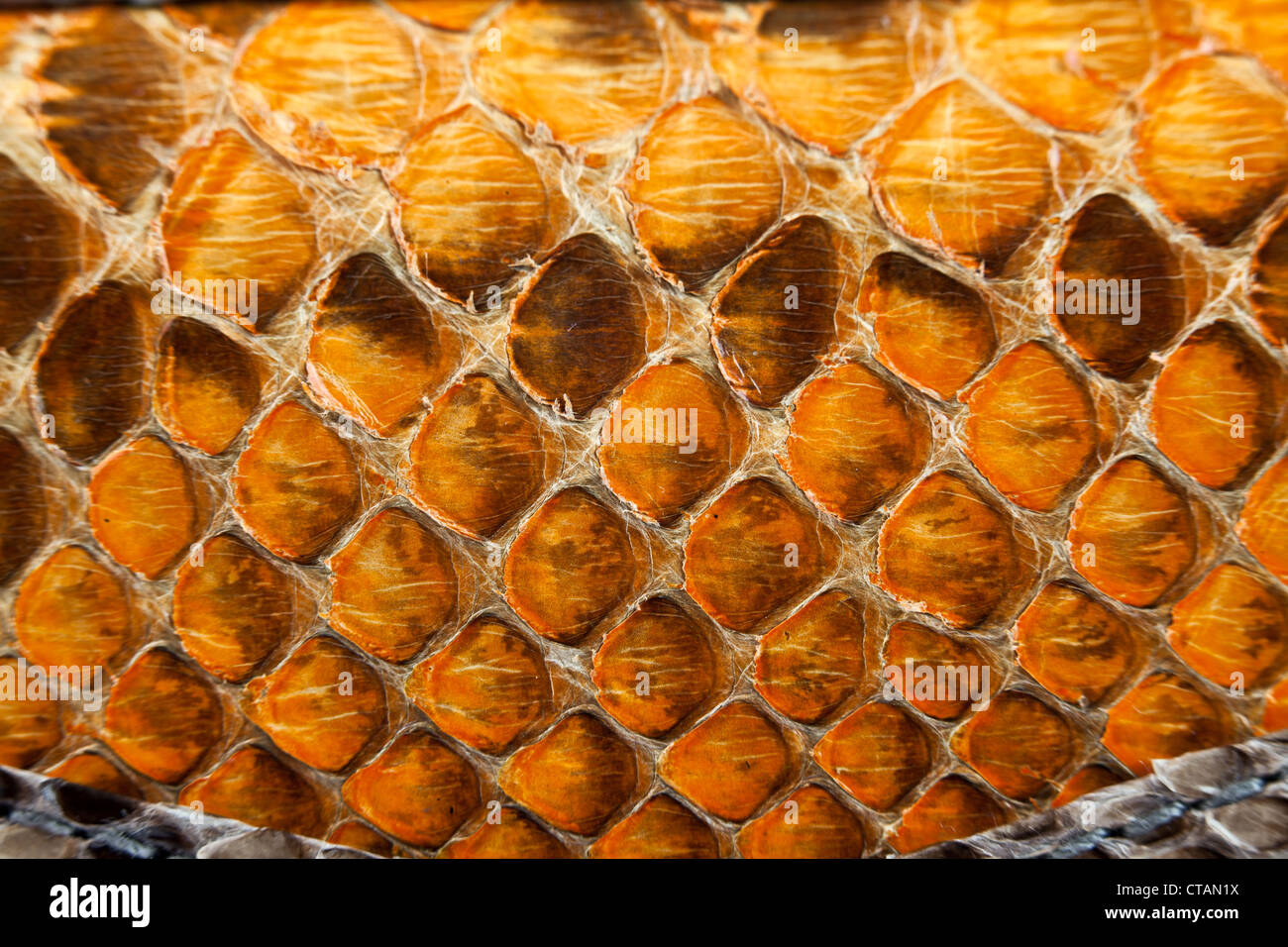 Background, texture of a skin of a snake close up Stock Photo - Alamy