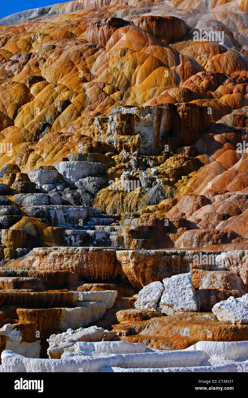 Palette Spring, Mammoth Hot Springs, Yellowstone National Park Stock ...