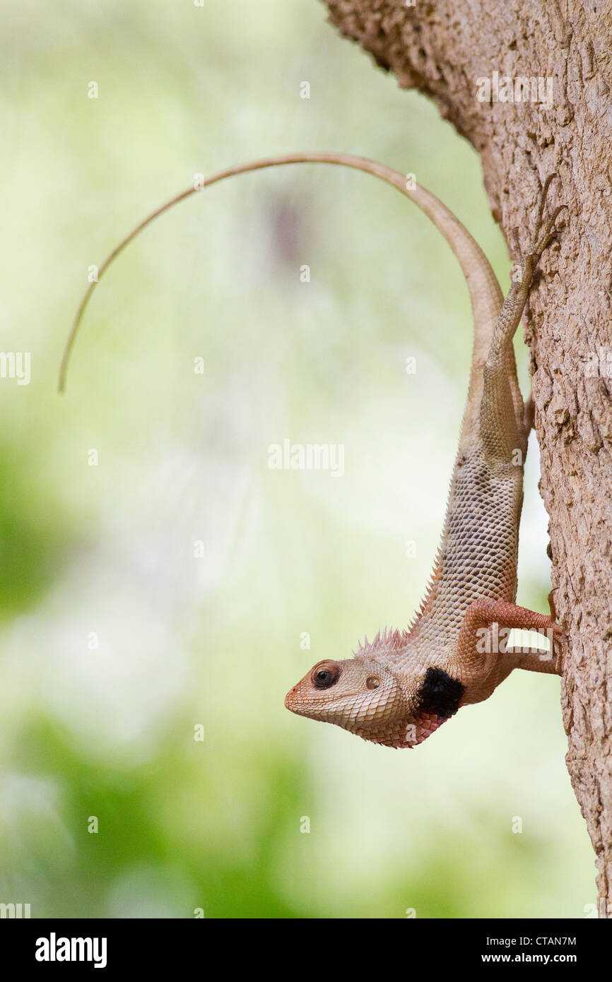Oriental Garden Lizard (Calotes versicolor Stock Photo - Alamy