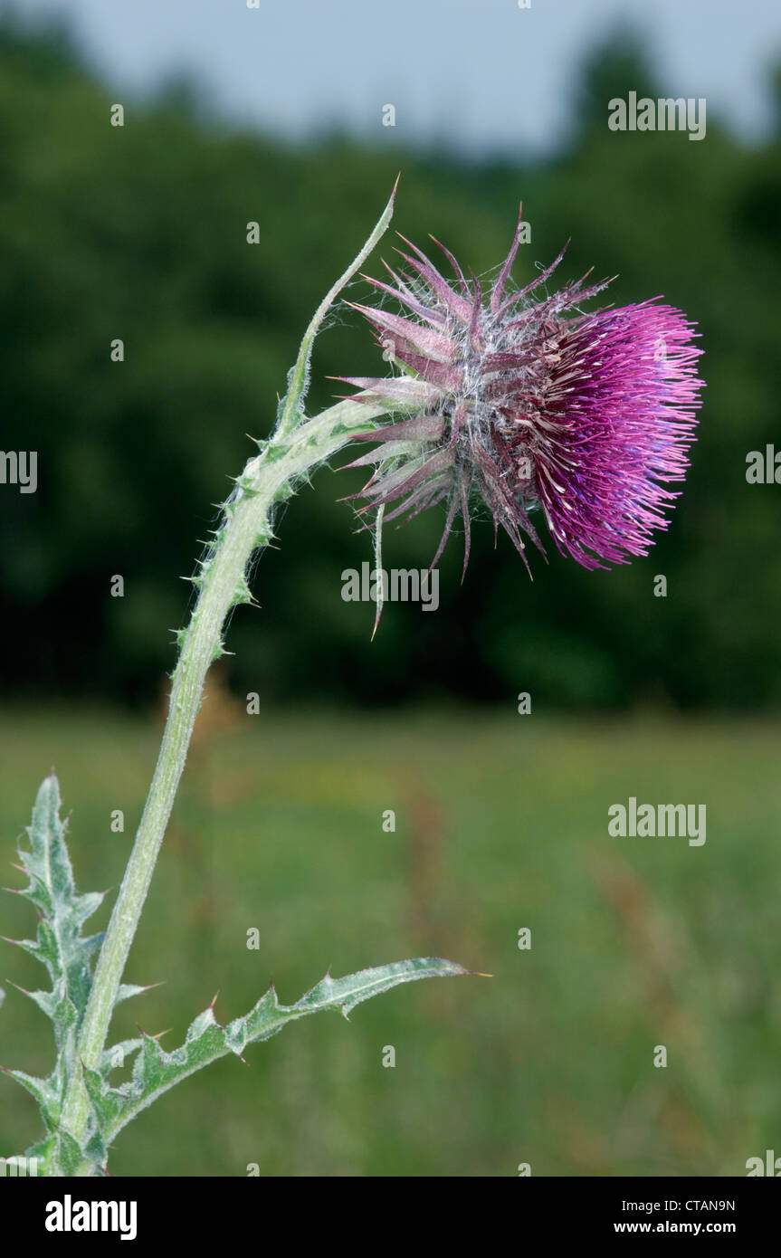 MUSK THISTLE Carduus nutans (Asteraceae Stock Photo - Alamy