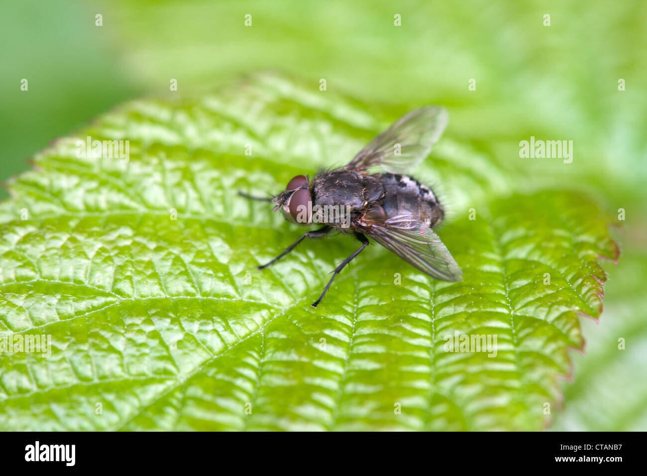 Fly species hi-res stock photography and images - Alamy
