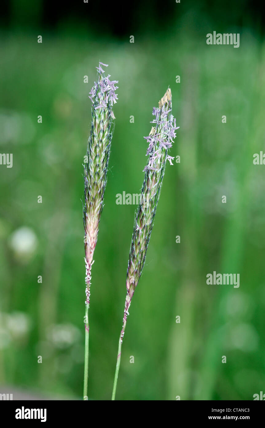 BLACK-GRASS Alopecurus myosuroides Stock Photo - Alamy
