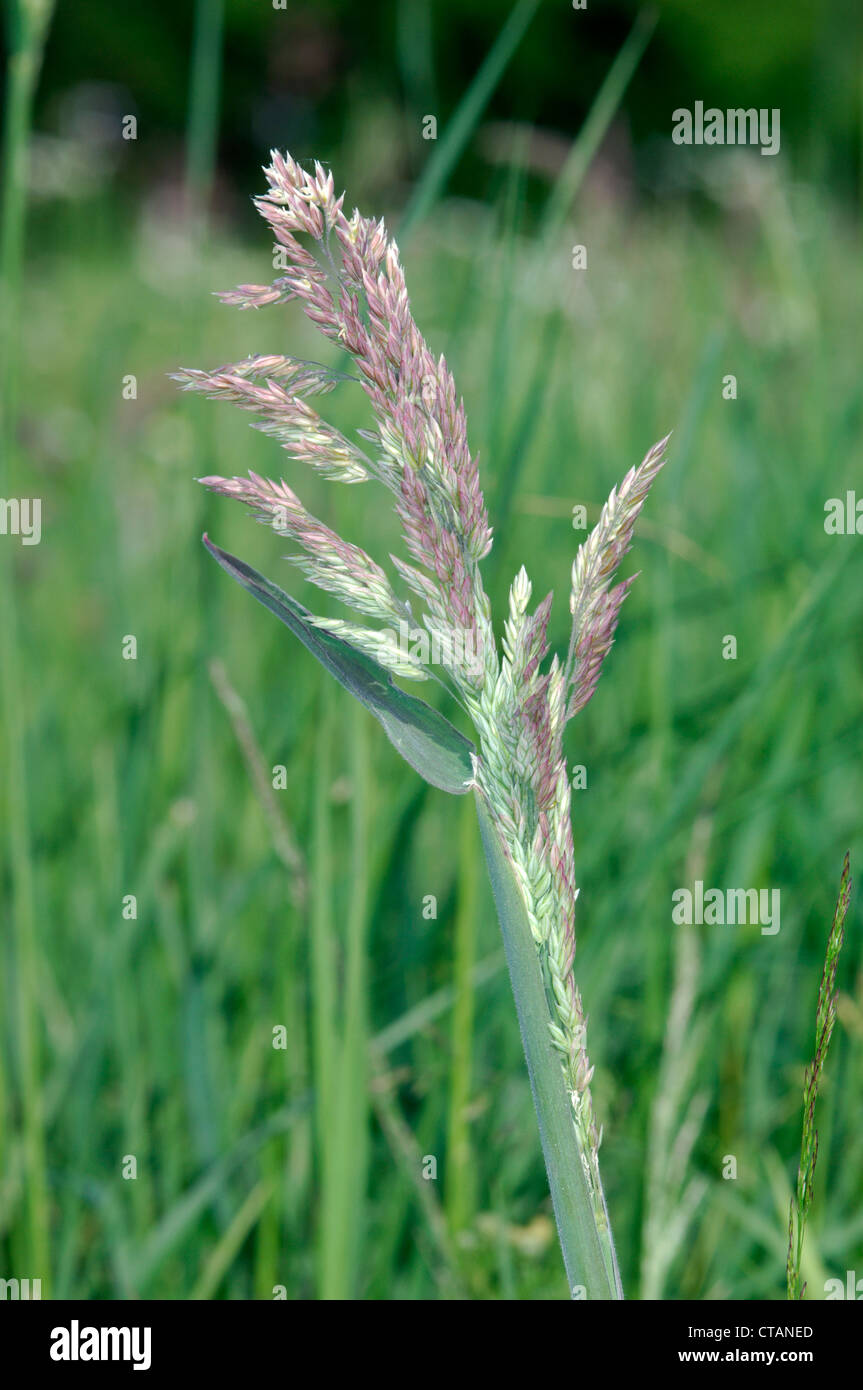 YORKSHIRE FOG Holcus lanatus Stock Photo - Alamy