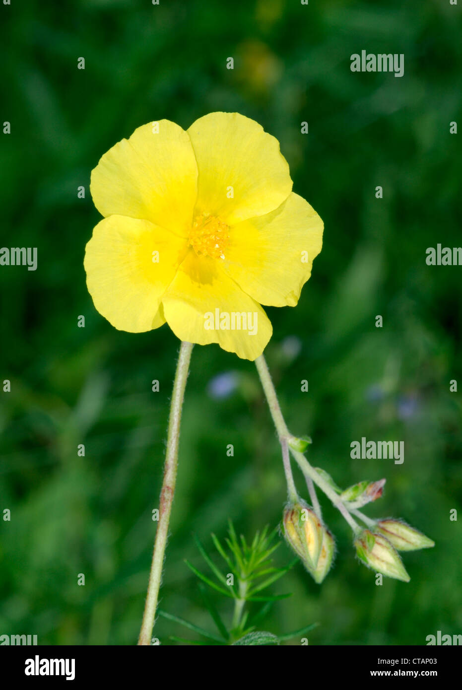 COMMON ROCK-ROSE Helianthemum nummulariuim (Cistaceae Stock Photo - Alamy
