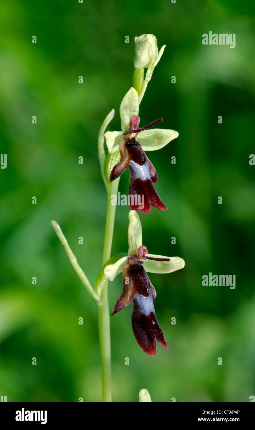 Blue orchid hi-res stock photography and images - Alamy