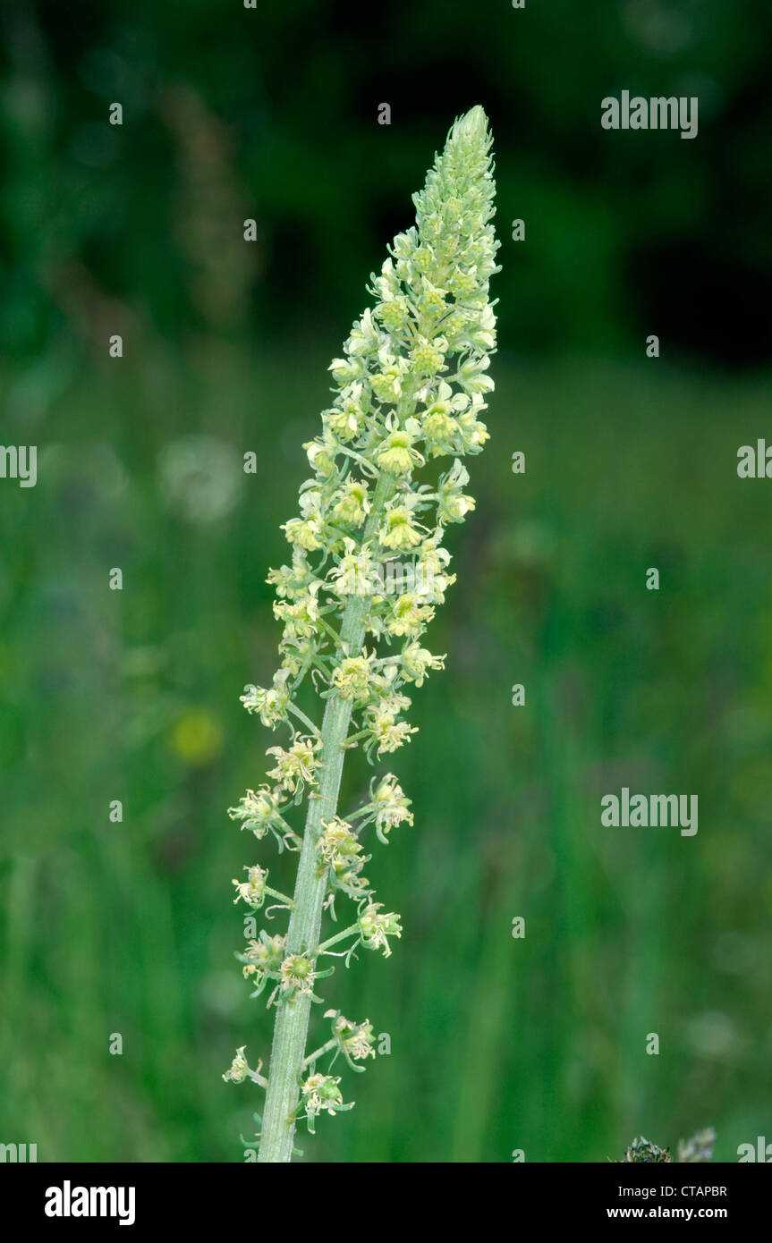 Mignonette green hi-res stock photography and images - Alamy