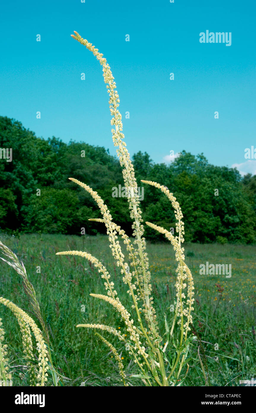 WELD Reseda luteola (Resedaceae Stock Photo - Alamy