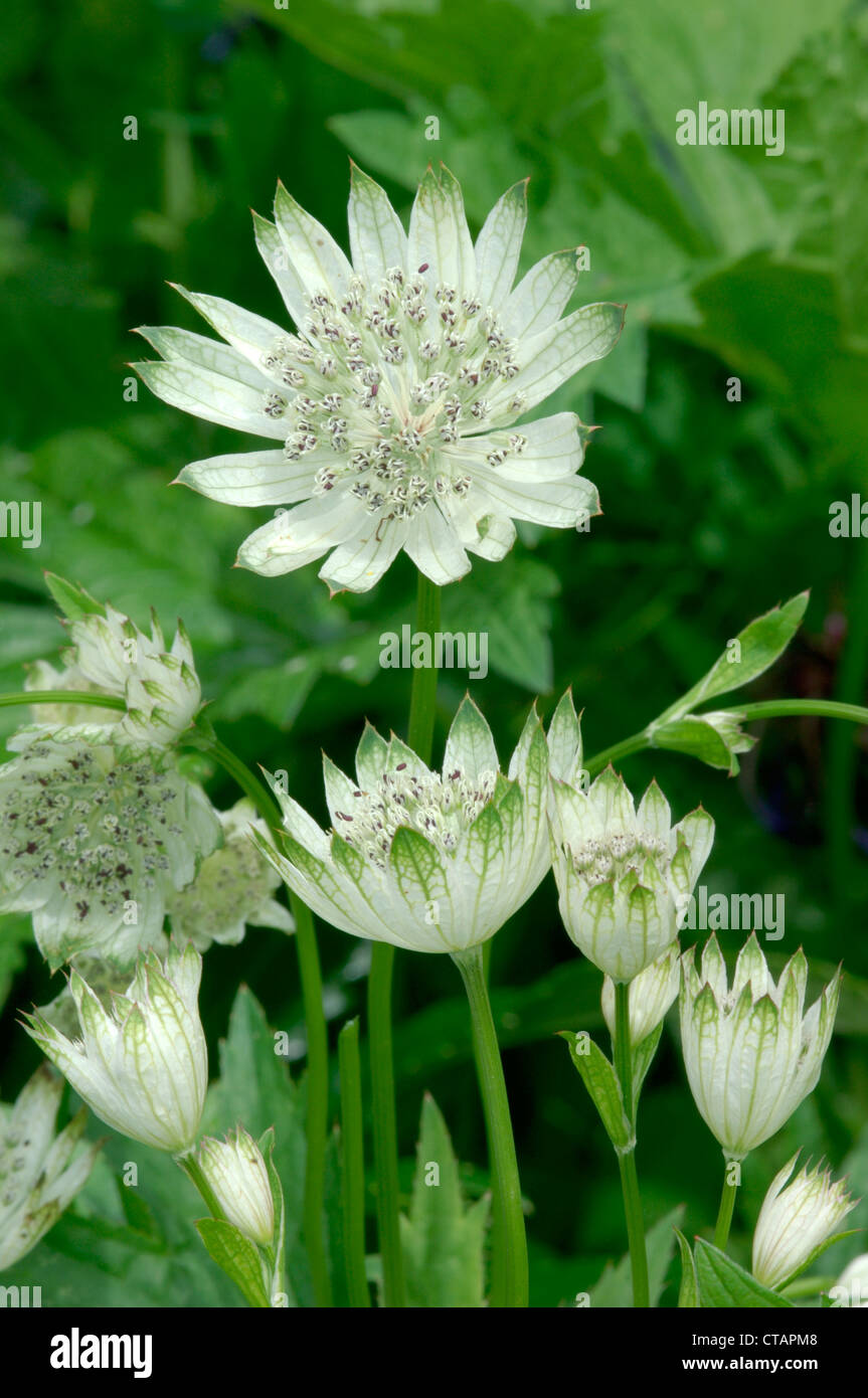 ASTRANTIA Astrantia major (Apiaceae Stock Photo - Alamy