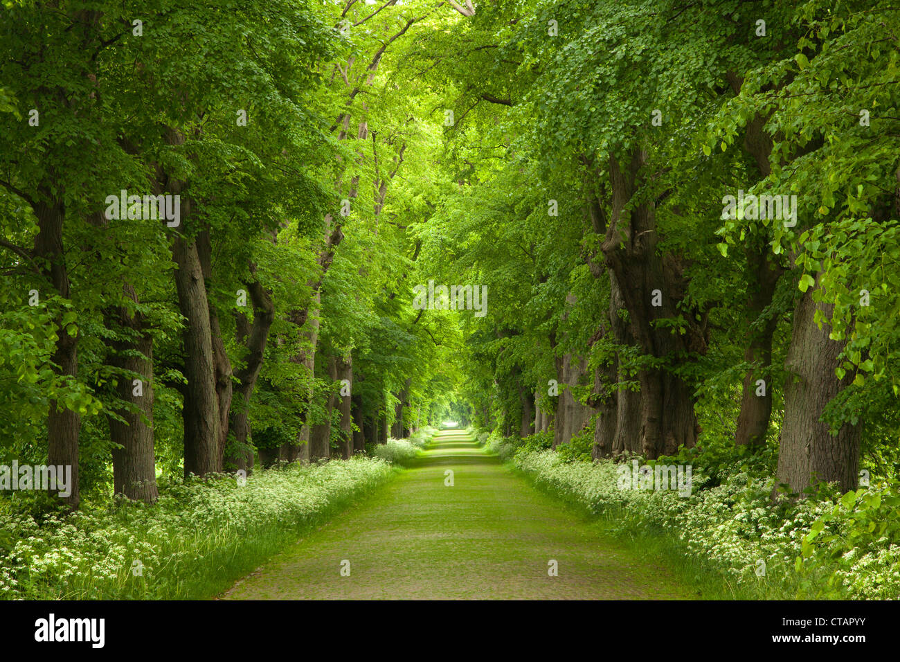 Deserted lime tree alley, Greifswald, Mecklenburg-Western Pomerania ...