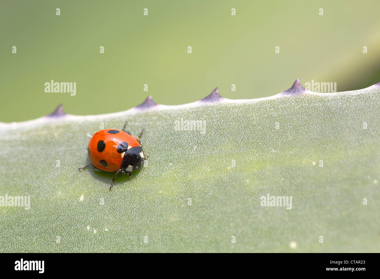 Ladybird on leaf hi-res stock photography and images - Alamy