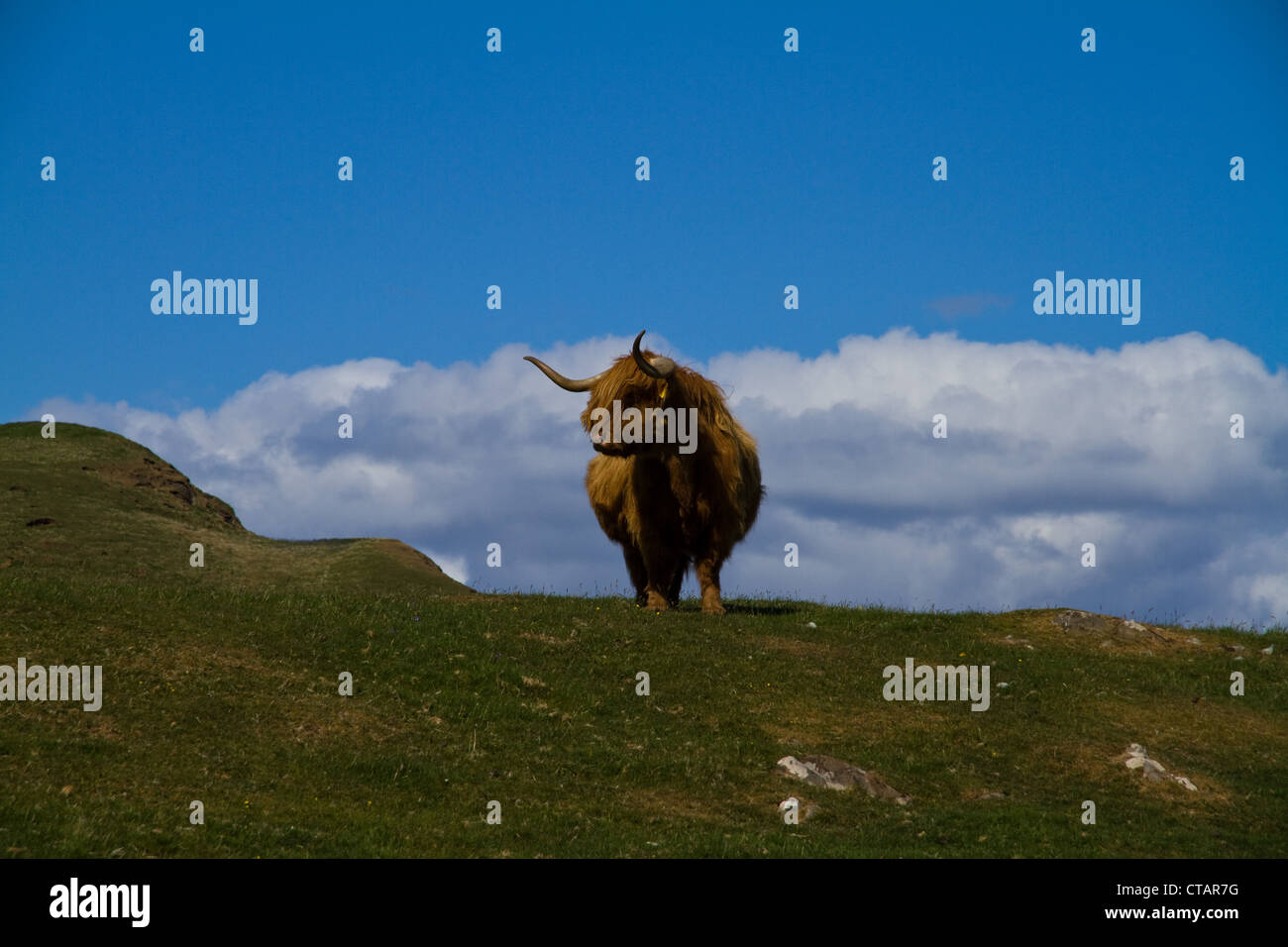 Highland cow on top hi-res stock photography and images - Alamy