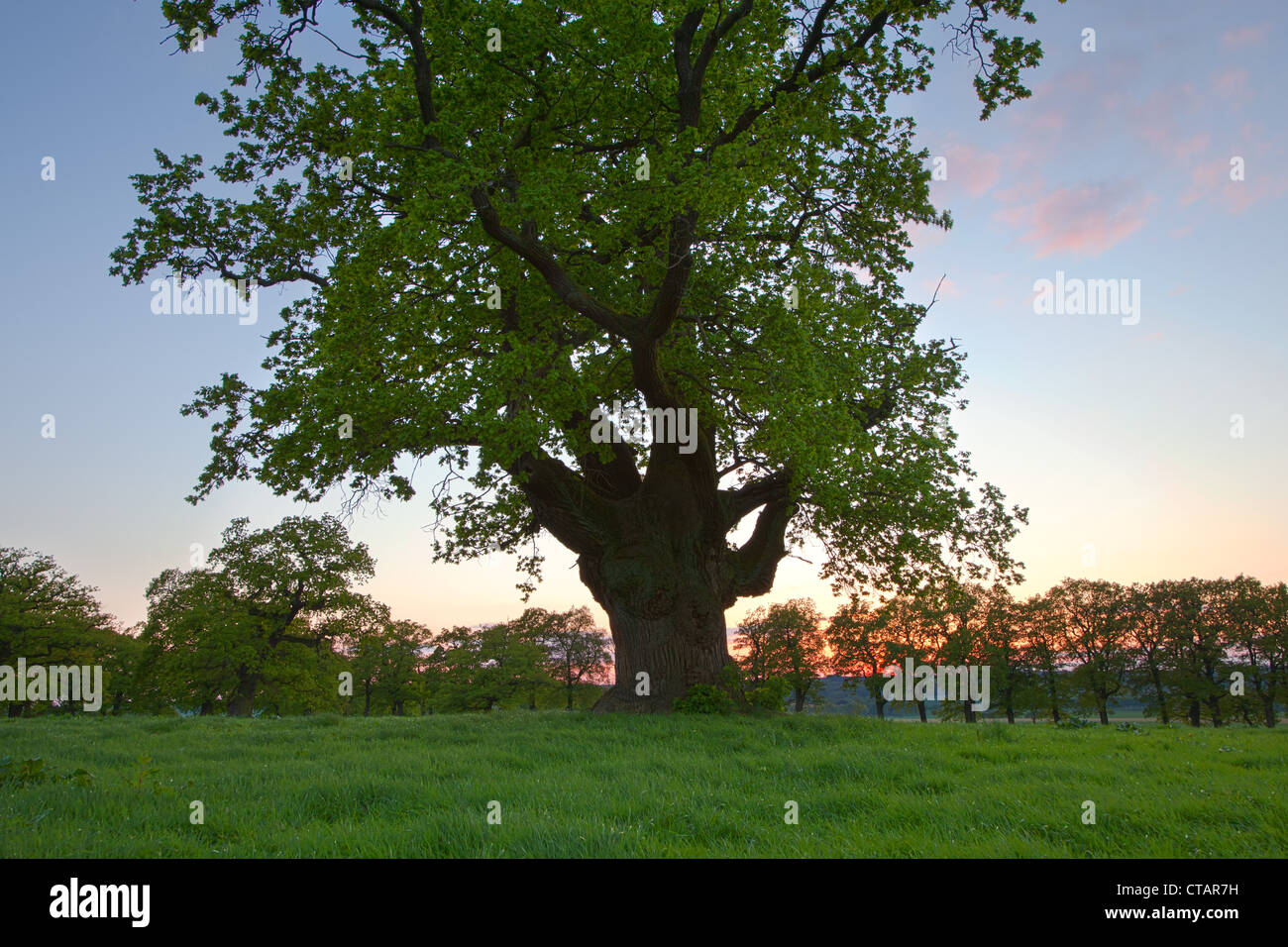 Old oak in reinhardswald hi-res stock photography and images - Alamy