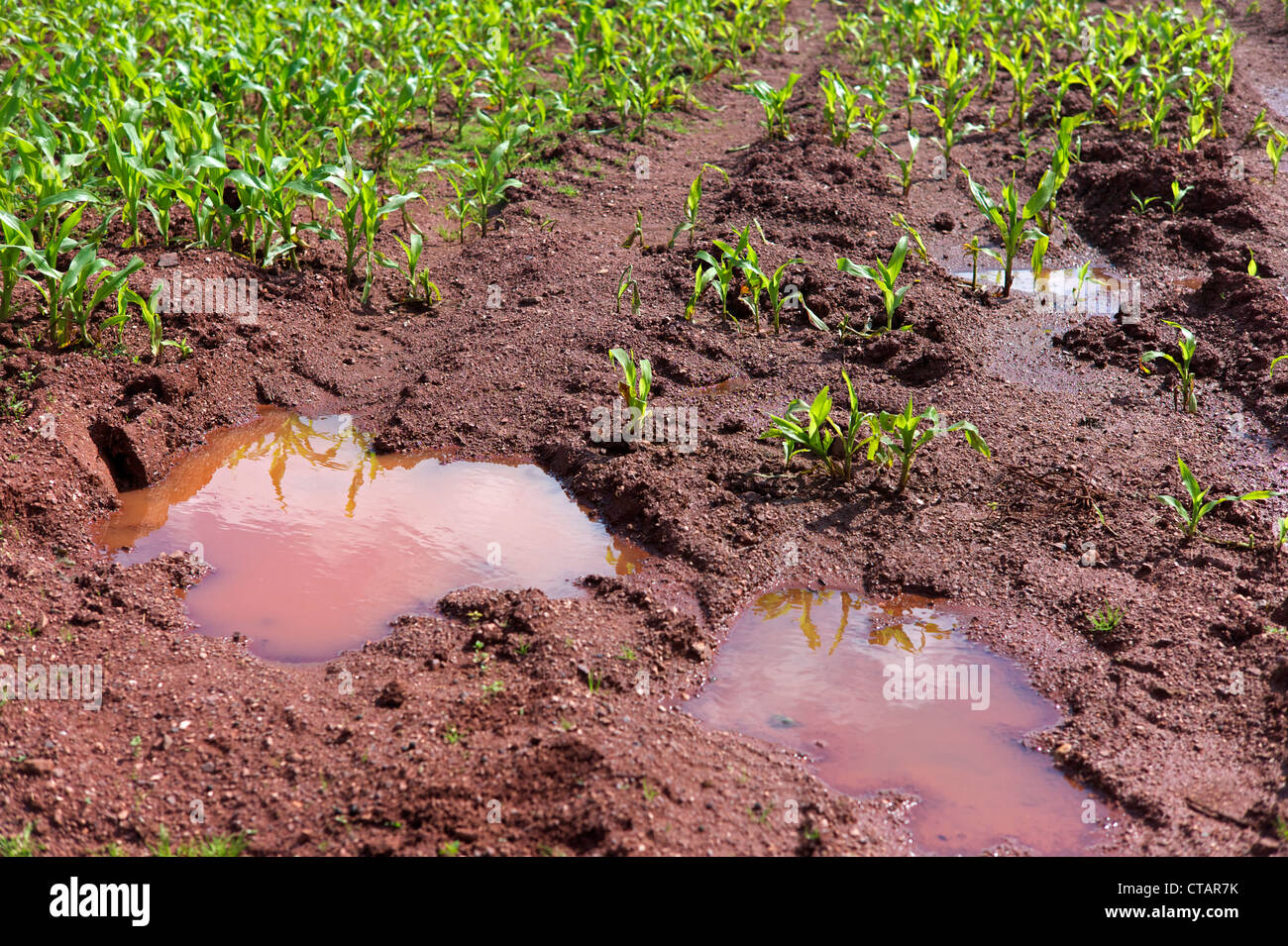 Waterlogged crops, UK Stock Photo - Alamy
