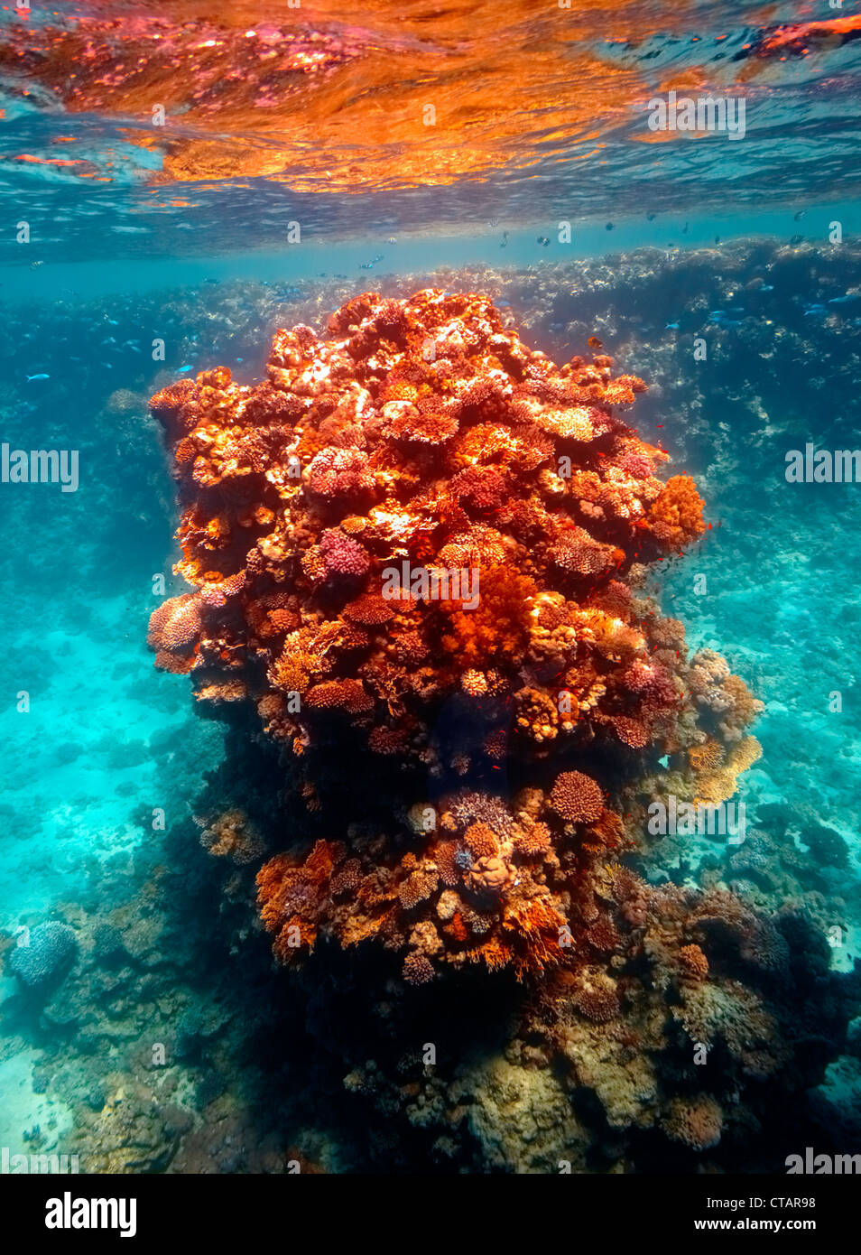 Coral reef in Red sea Stock Photo - Alamy