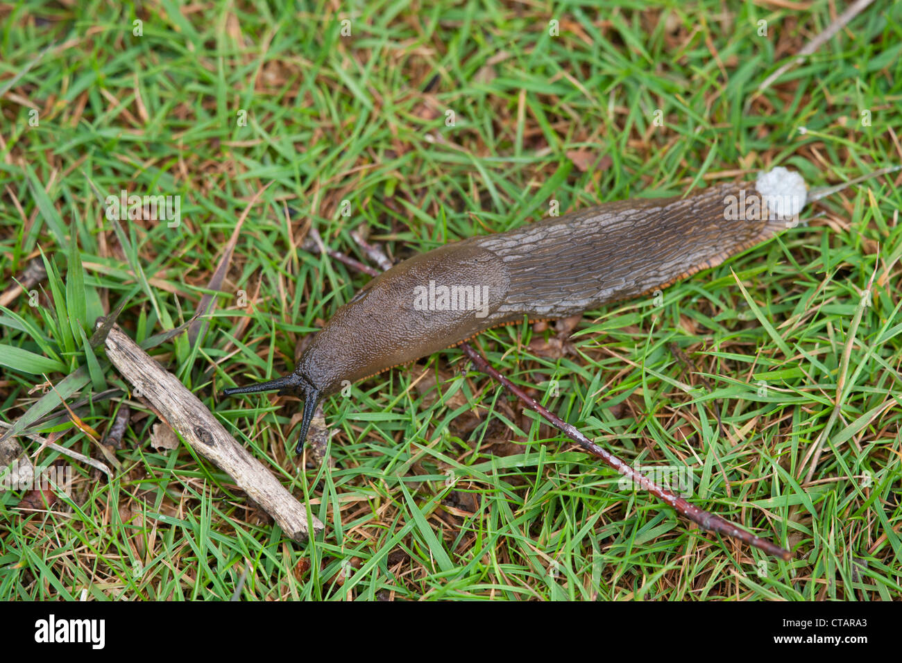 Large Red Slug Arion rufus crossing grassy area Stock Photo - Alamy