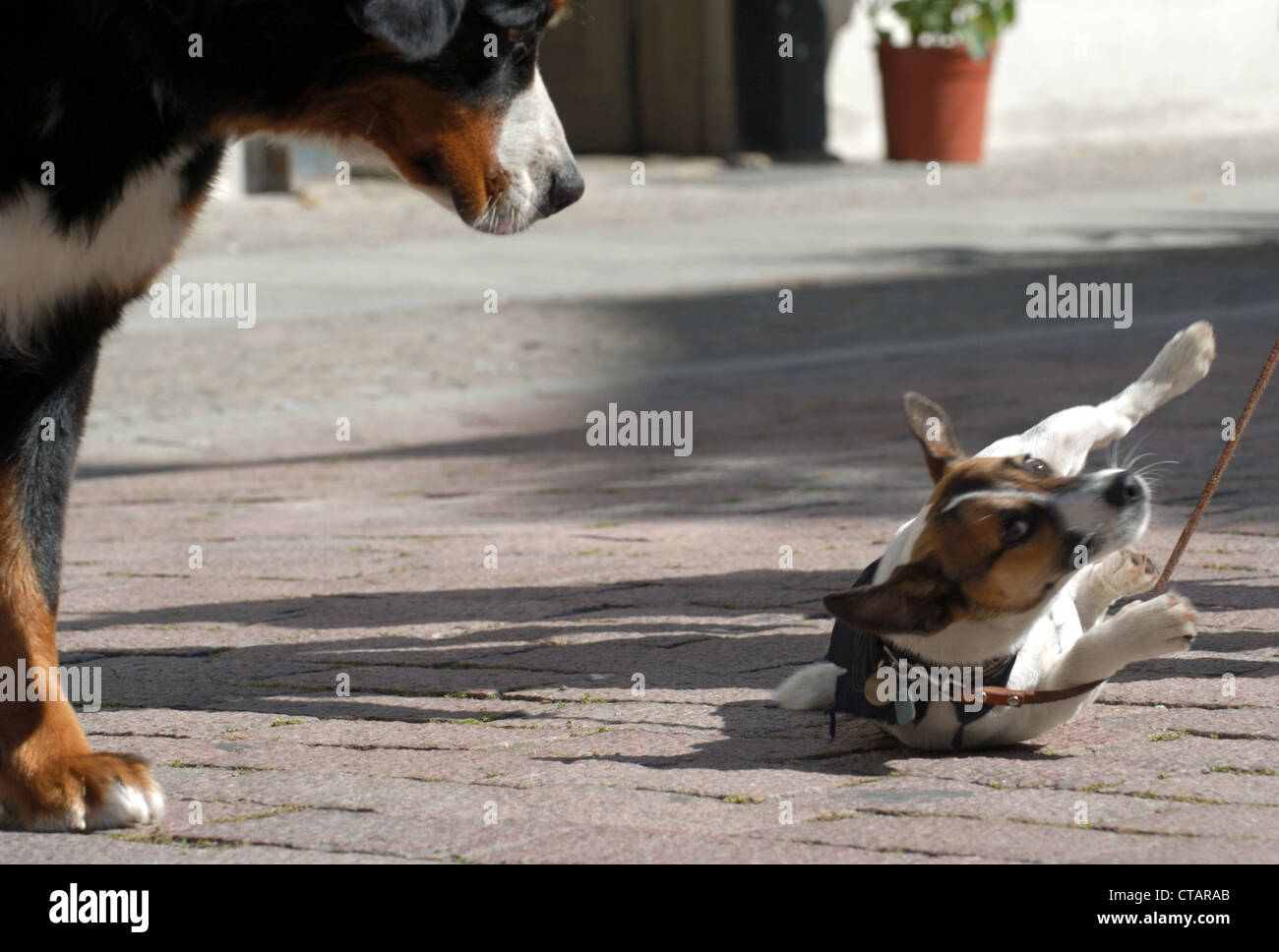 Small dog submits to one Great Stock Photo - Alamy