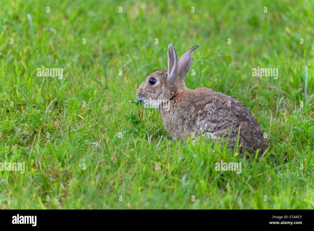 Male rabbit hi-res stock photography and images - Alamy