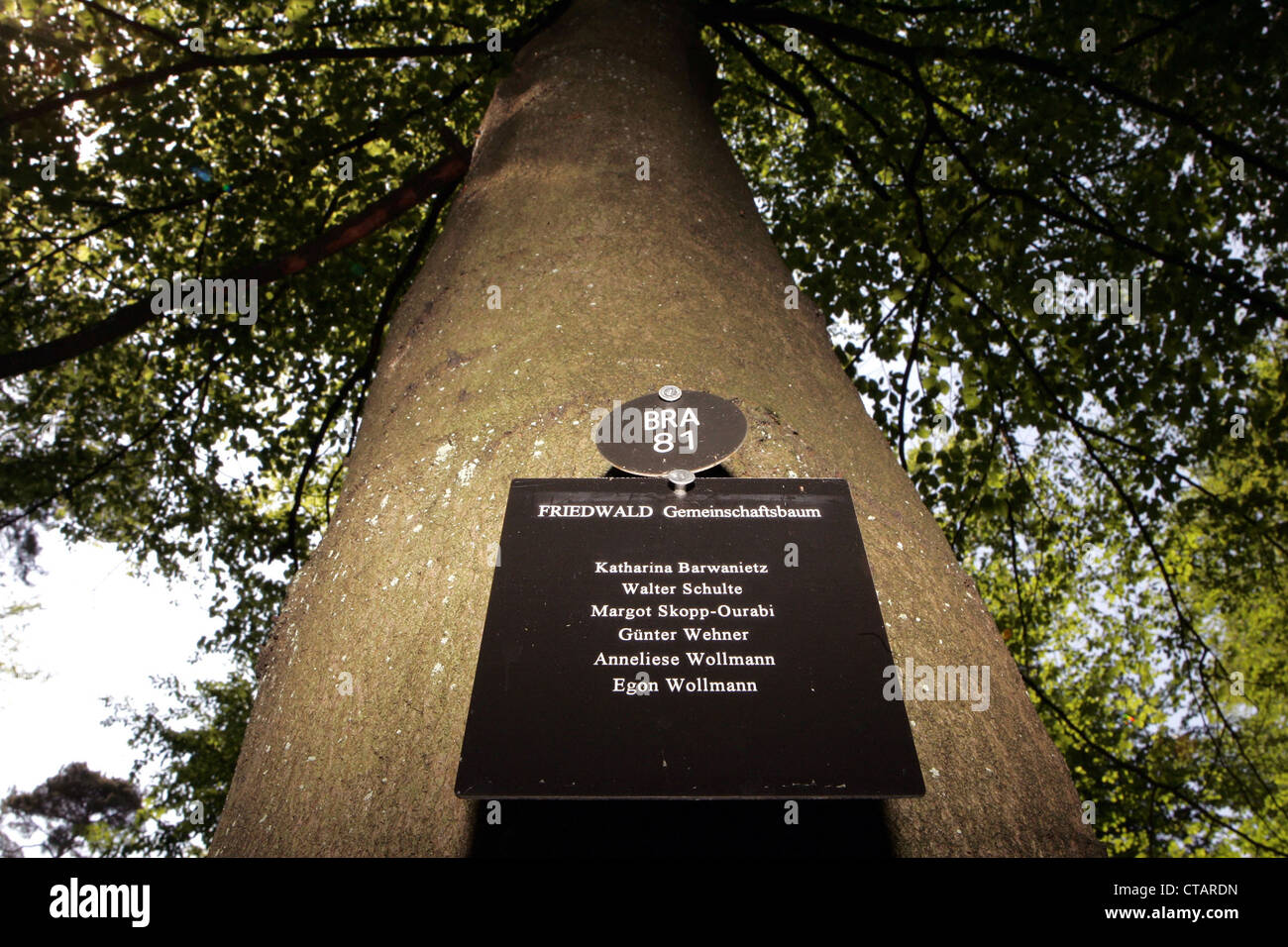 Friedwald - funeral in Teutoburg Forest Nature Park, Memorial Shield ...