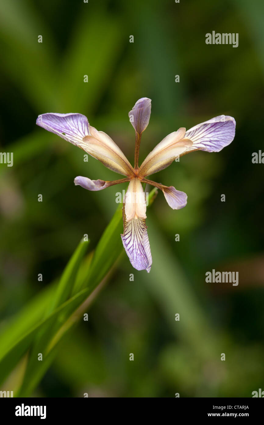 Iris foetidissima hi-res stock photography and images - Alamy