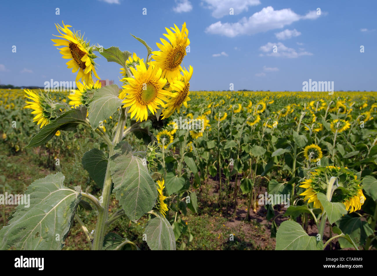 Ukraine sunflower hi-res stock photography and images - Alamy