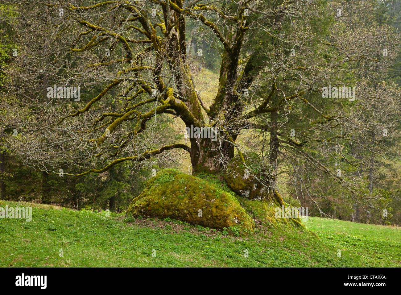 Maple tree in a meadow, Allgaeu, Bavaria, Germany, Europe Stock Photo ...