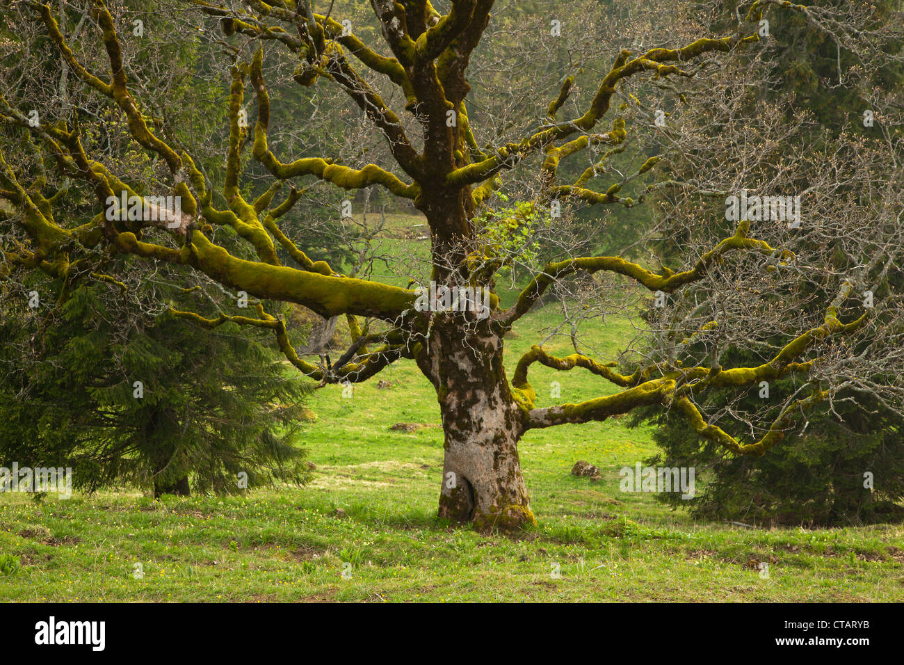 Maple tree in meadow hi-res stock photography and images - Alamy