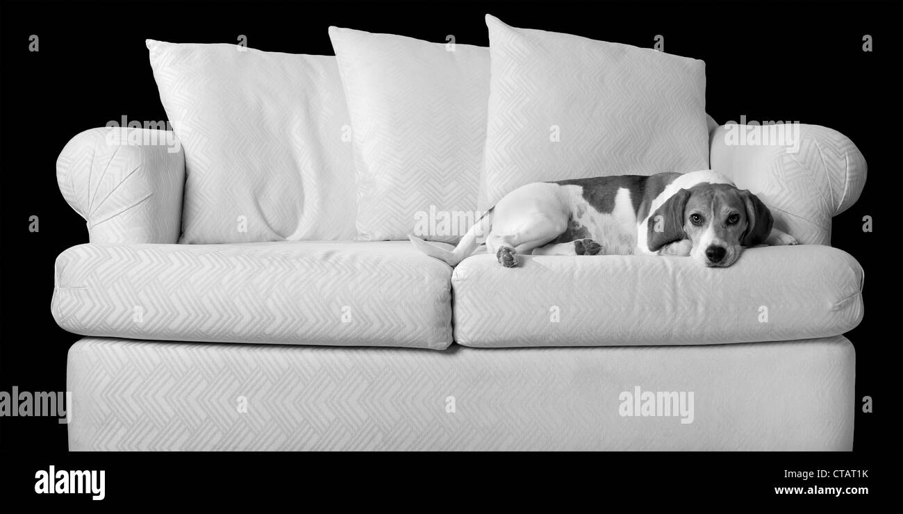 Dogs on couches hi-res stock photography and images - Alamy