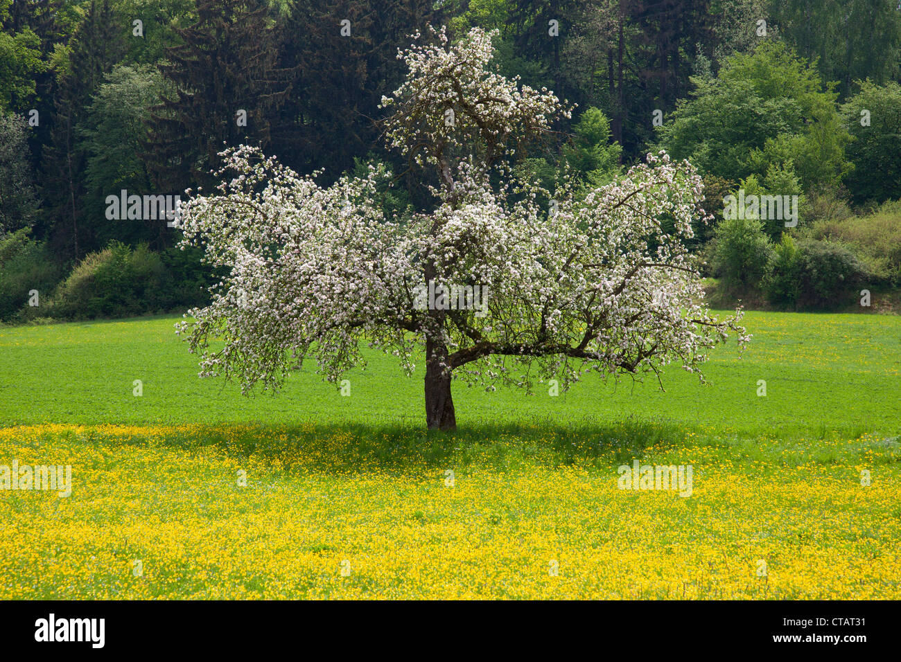 Blooming apple tree, Bavaria, Germany, Europe Stock Photo - Alamy