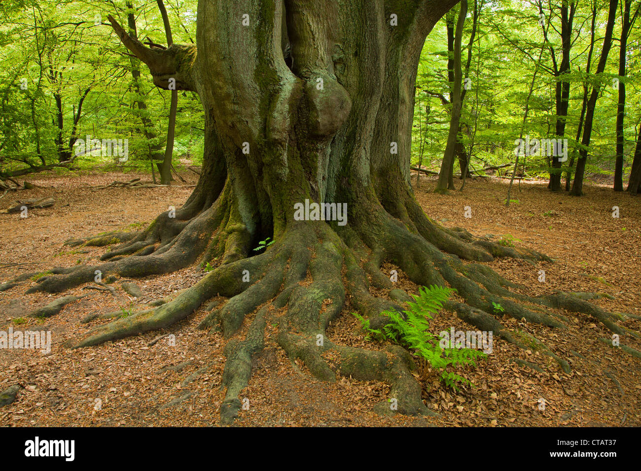 Fern between the roots of an old beech, nature reserve Urwald Sababurg ...