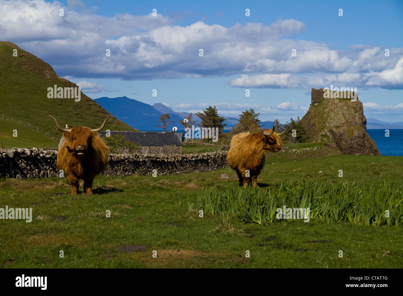 Highland cattle castle hi-res stock photography and images - Alamy