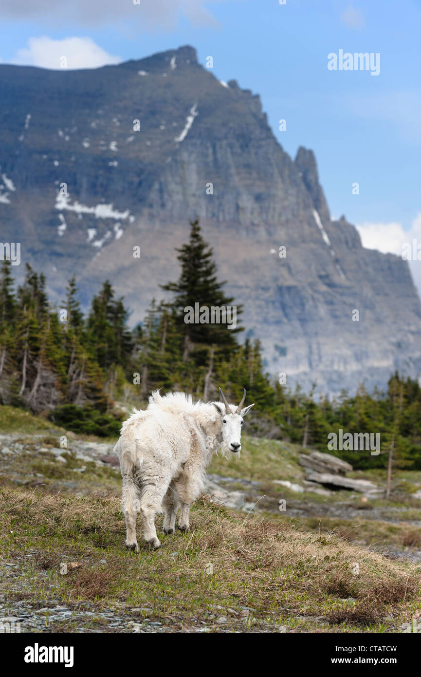 Mountain Goat (Oreamnos americanus), Glacier National Park Stock Photo ...
