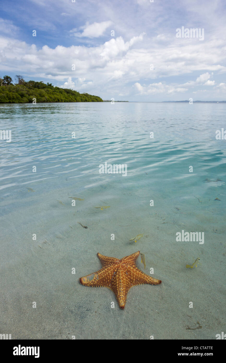 Small fish swimming around orange sea star at Starfish beach on Isla ...