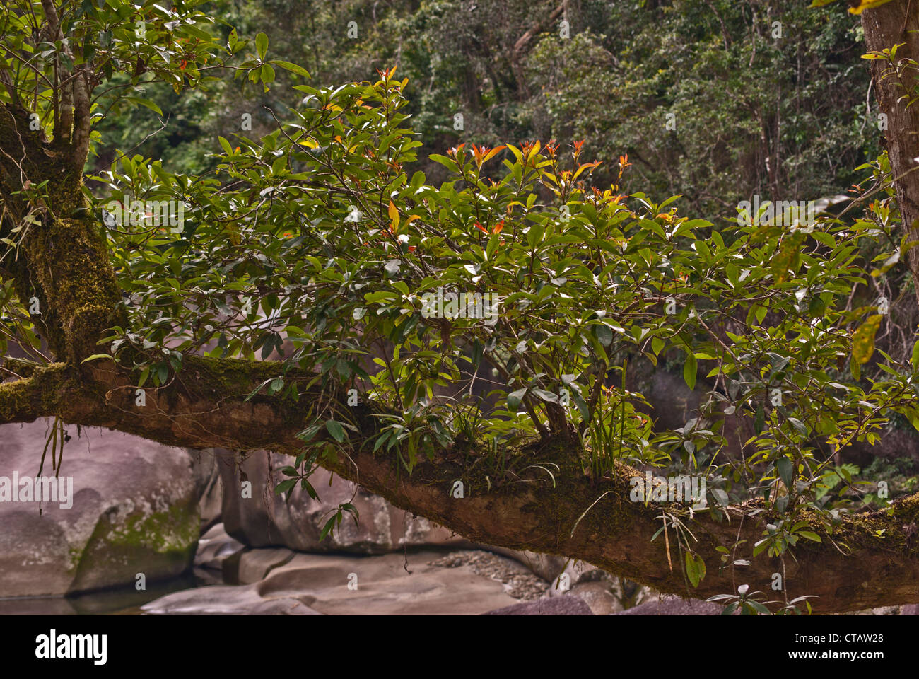 THE BOULDERS SCENIC RESERVE, WOOROONOORAN NATIONAL PARK, QUEENSLAND ...
