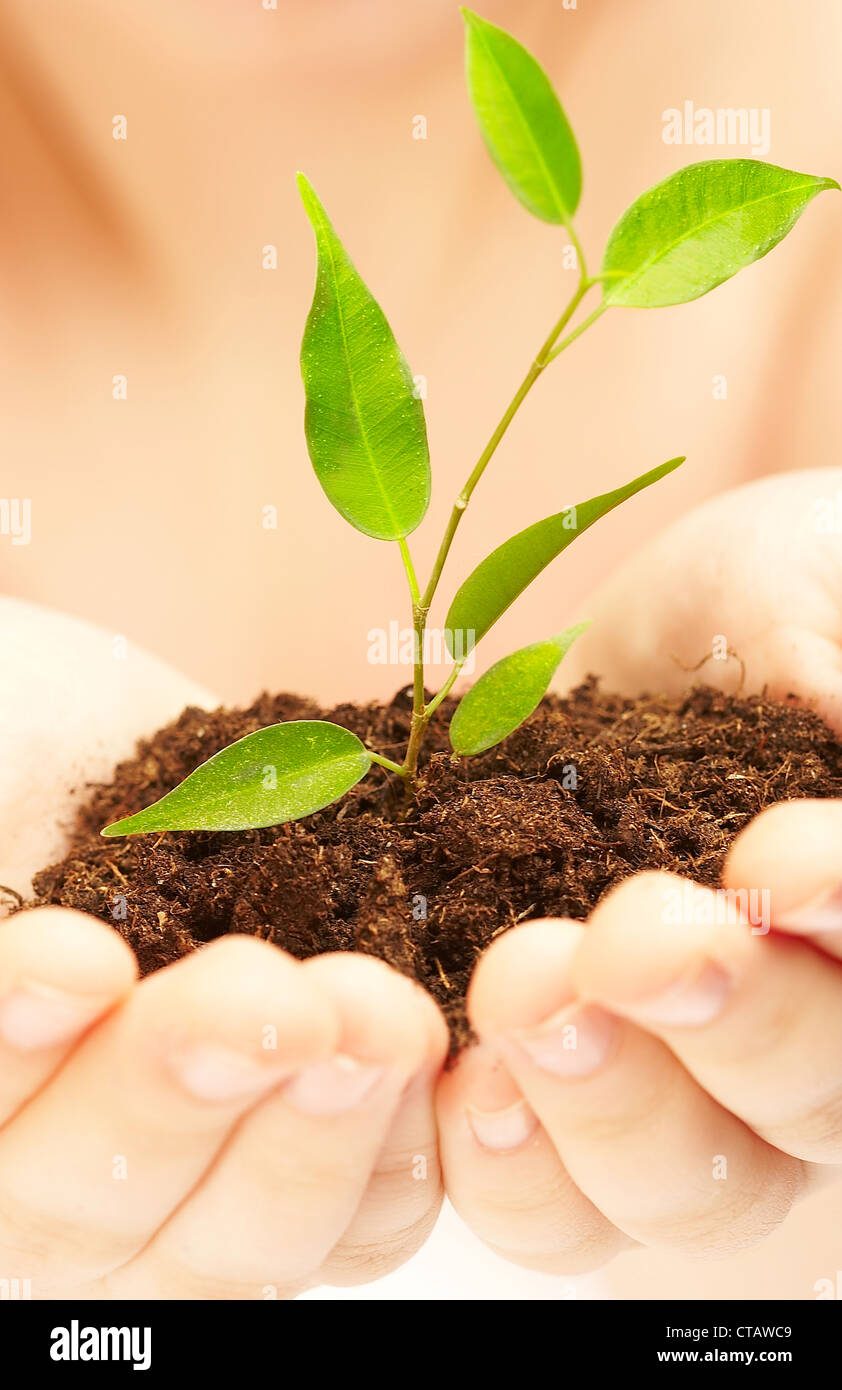Hands of the child with a young plant Stock Photo - Alamy